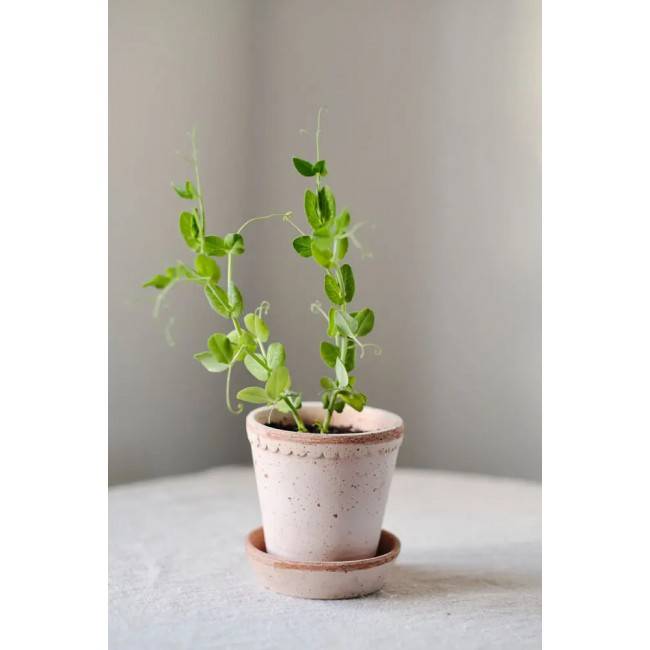 Pot en terre cuite Helena de Bergs Potter | Scandimag Déco